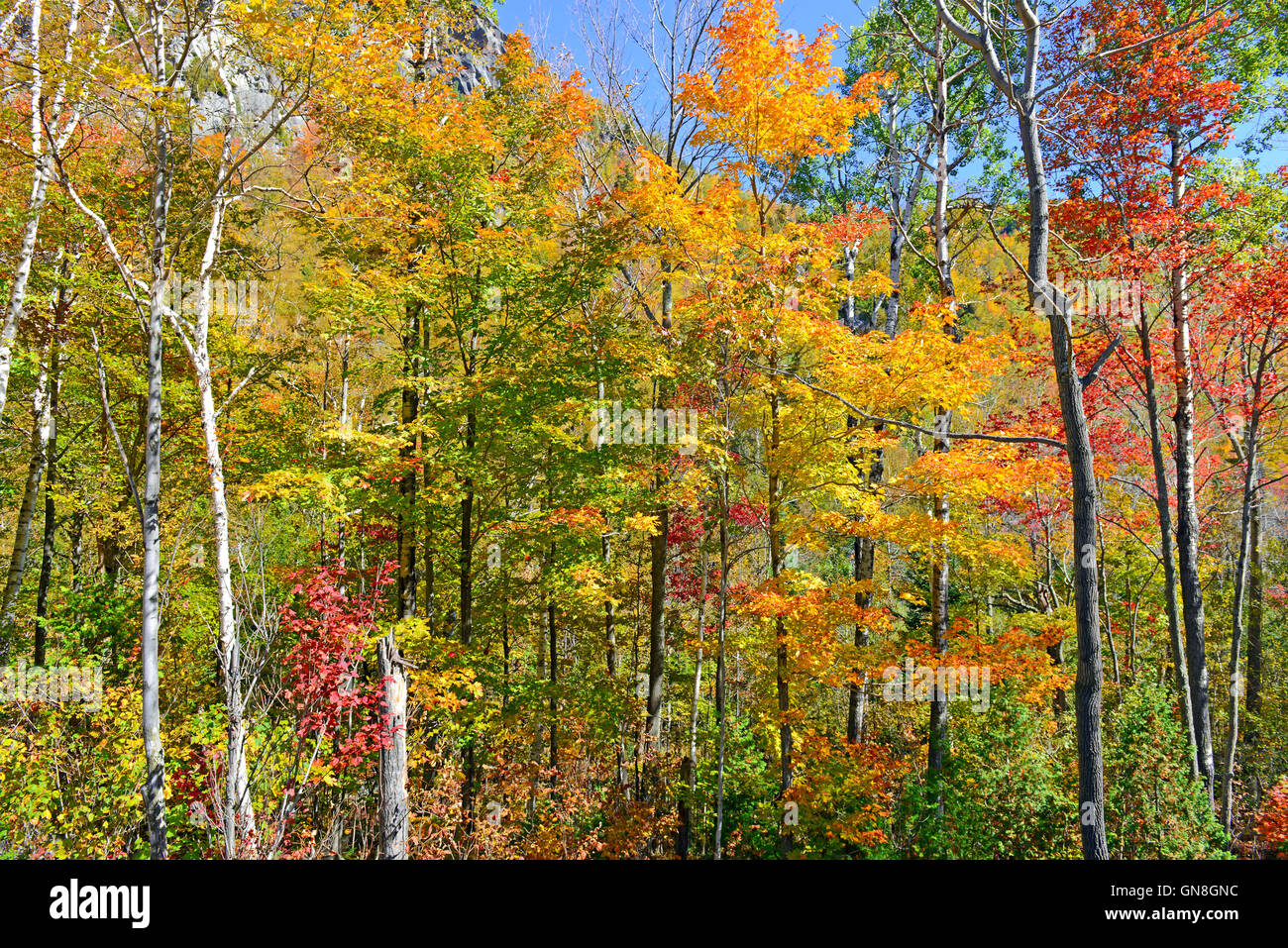 Autumn foliage with red, orange and yellow fall colors in the ...