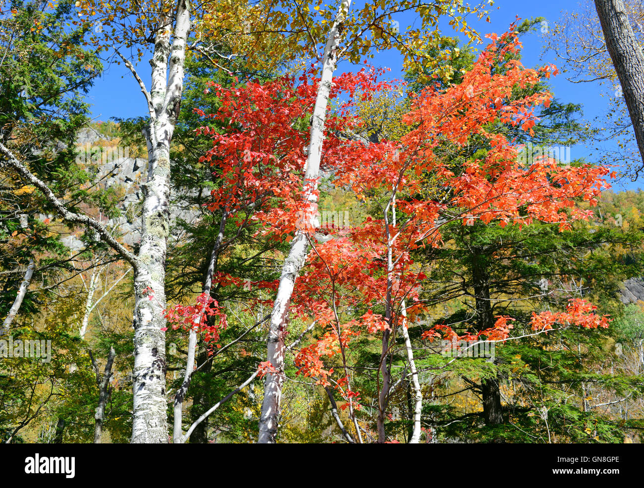 Autumn foliage with red, orange and yellow fall colors in the ...
