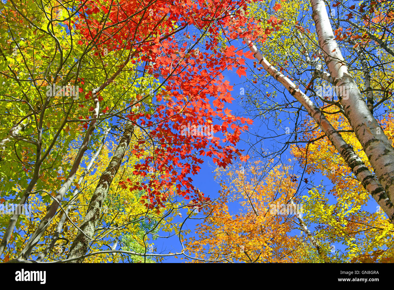 Autumn foliage with red, orange and yellow fall colors in the ...
