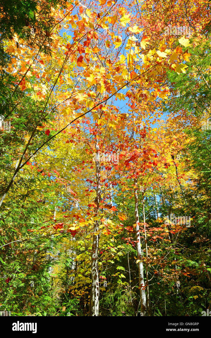 Autumn foliage with red, orange and yellow fall colors in the ...