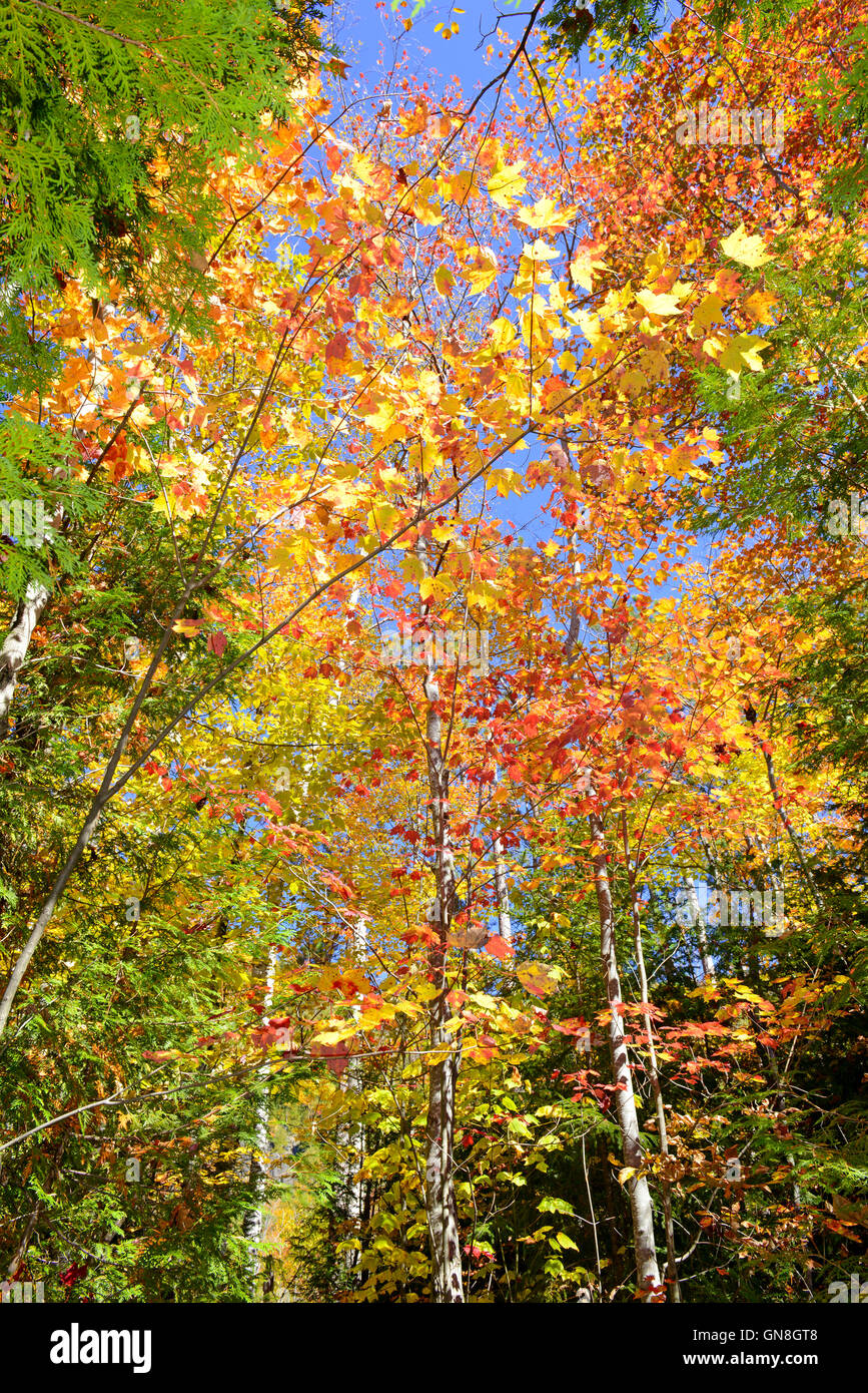 Autumn foliage with red, orange and yellow fall colors in the ...