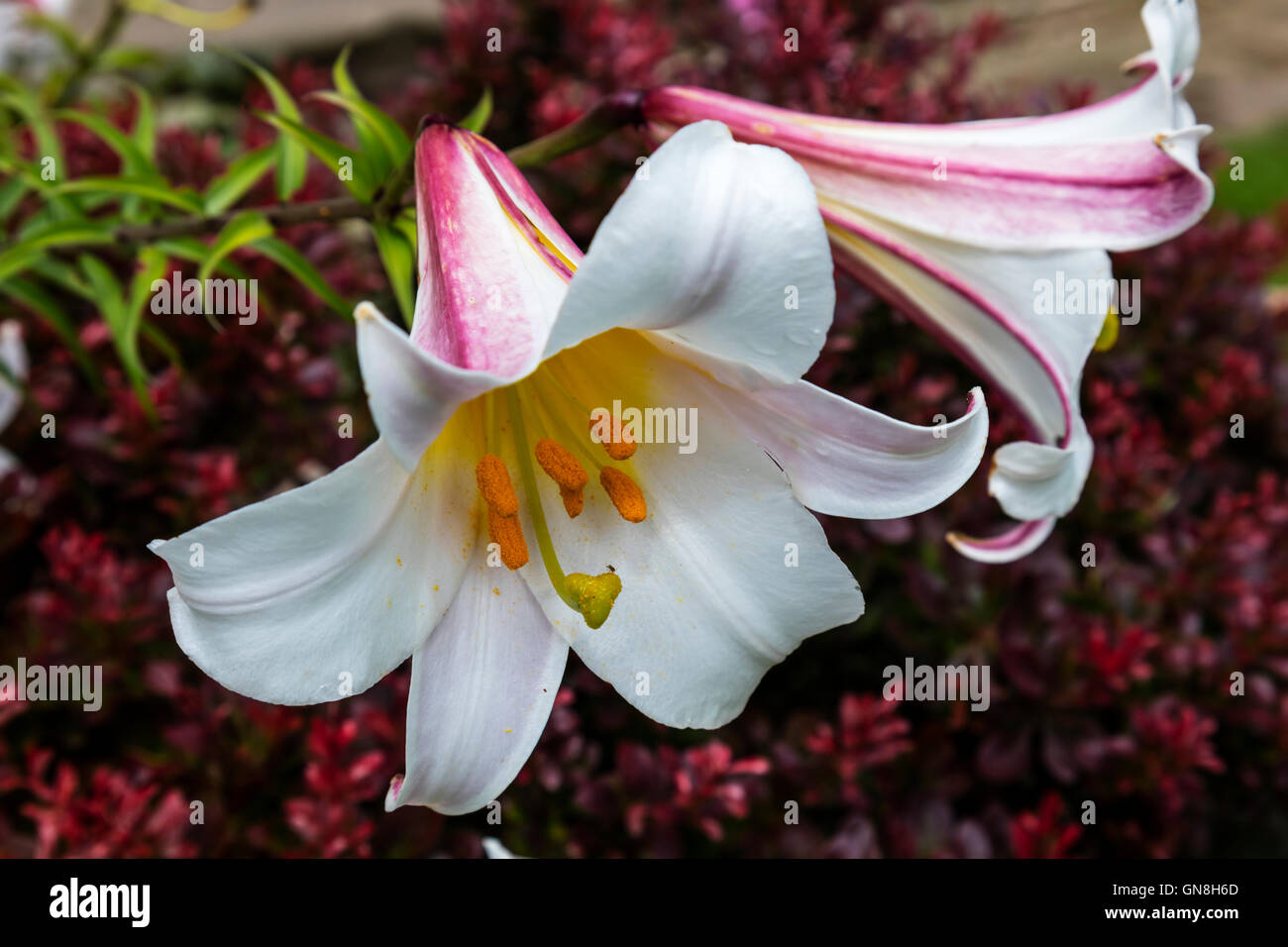Oriental lily hi-res stock photography and images - Alamy