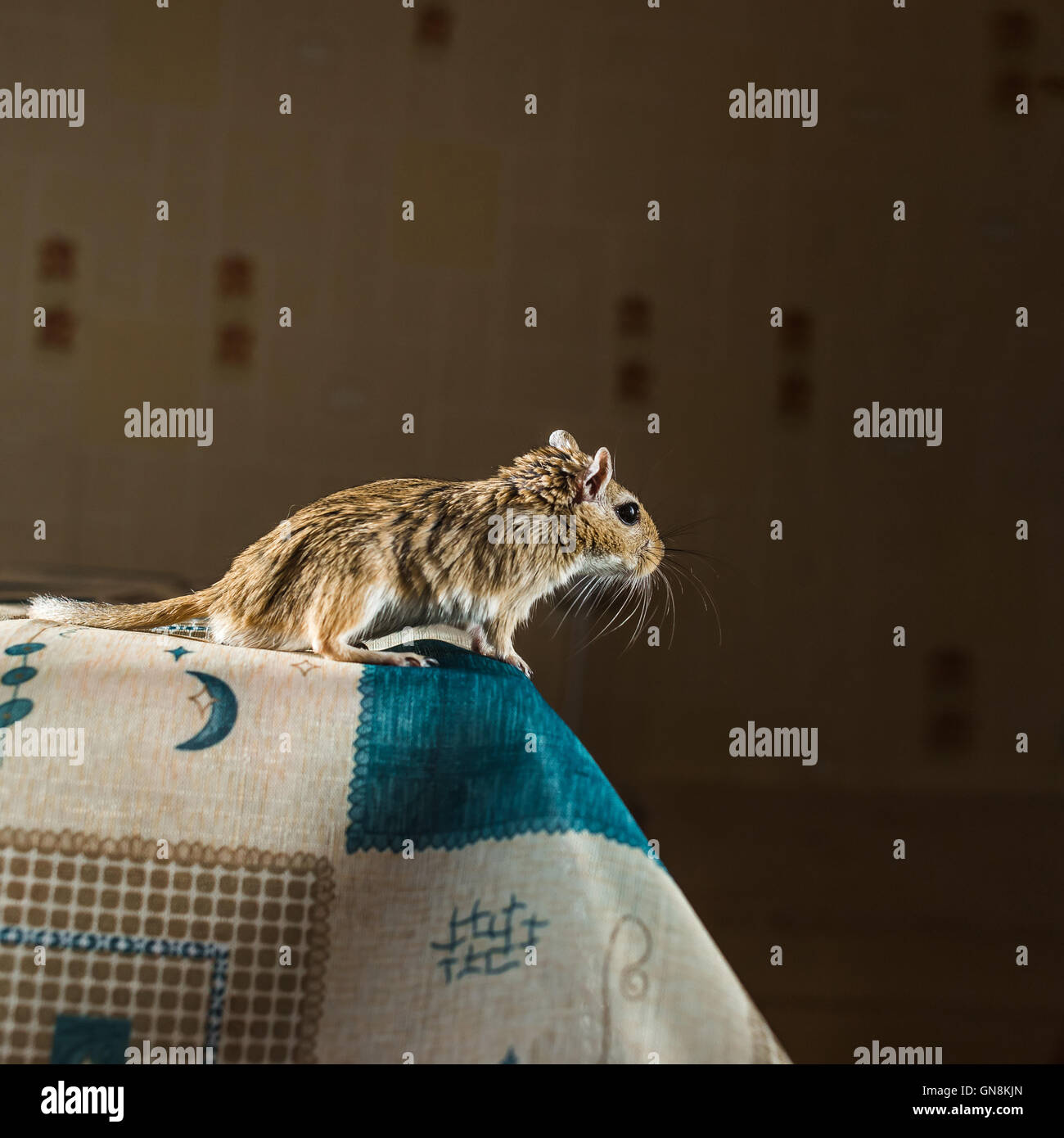 White mouse standing hi-res stock photography and images - Alamy