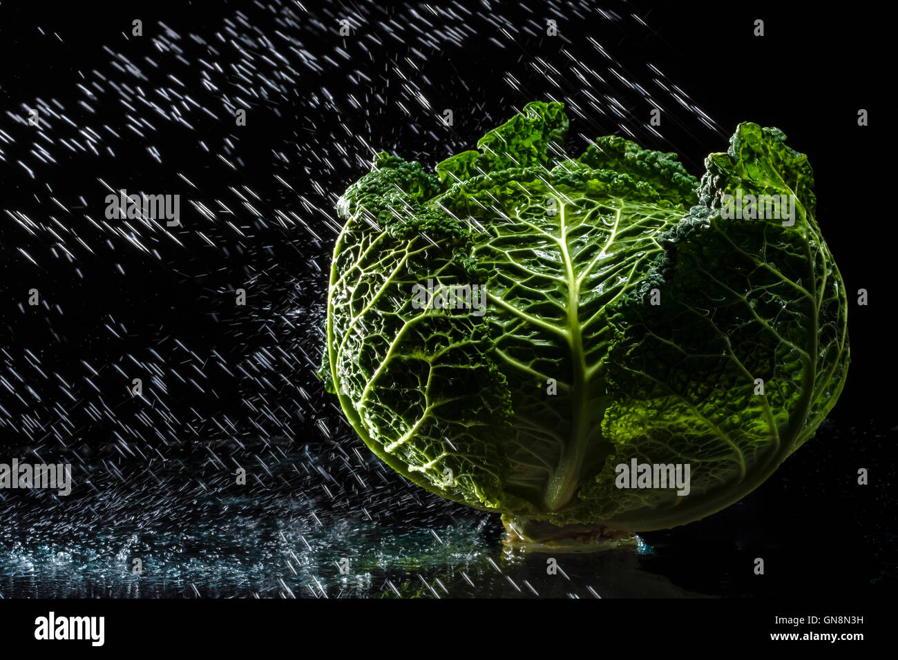 Savoy cabbage in a spray against a black background. Close-up. A series ...