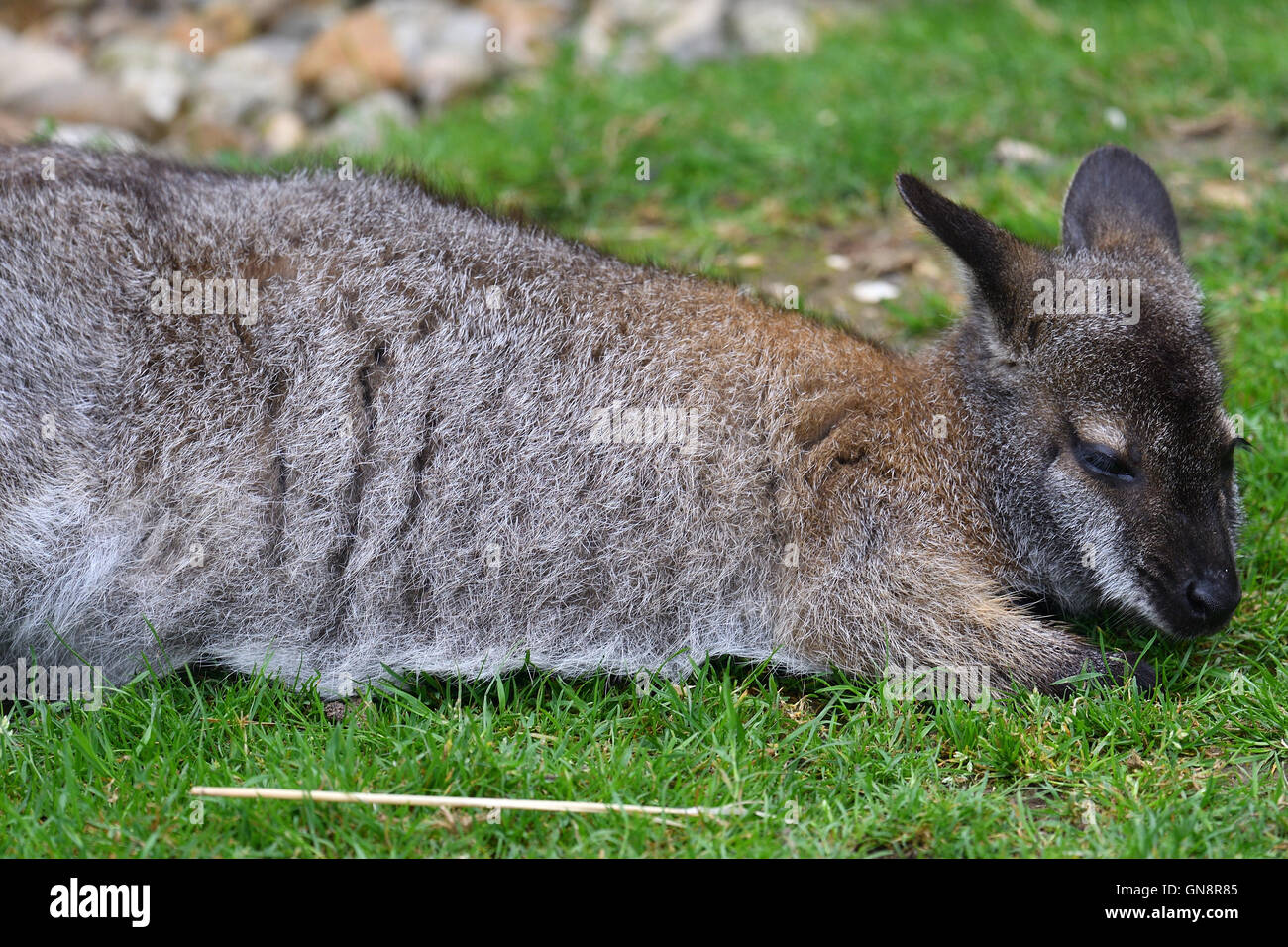 Wallaby lying down hi-res stock photography and images - Alamy