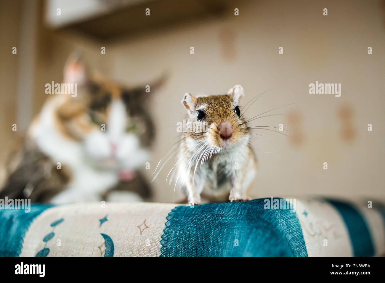 Mongolian gerbil mouse and the cat on background. Concepts of prey ...