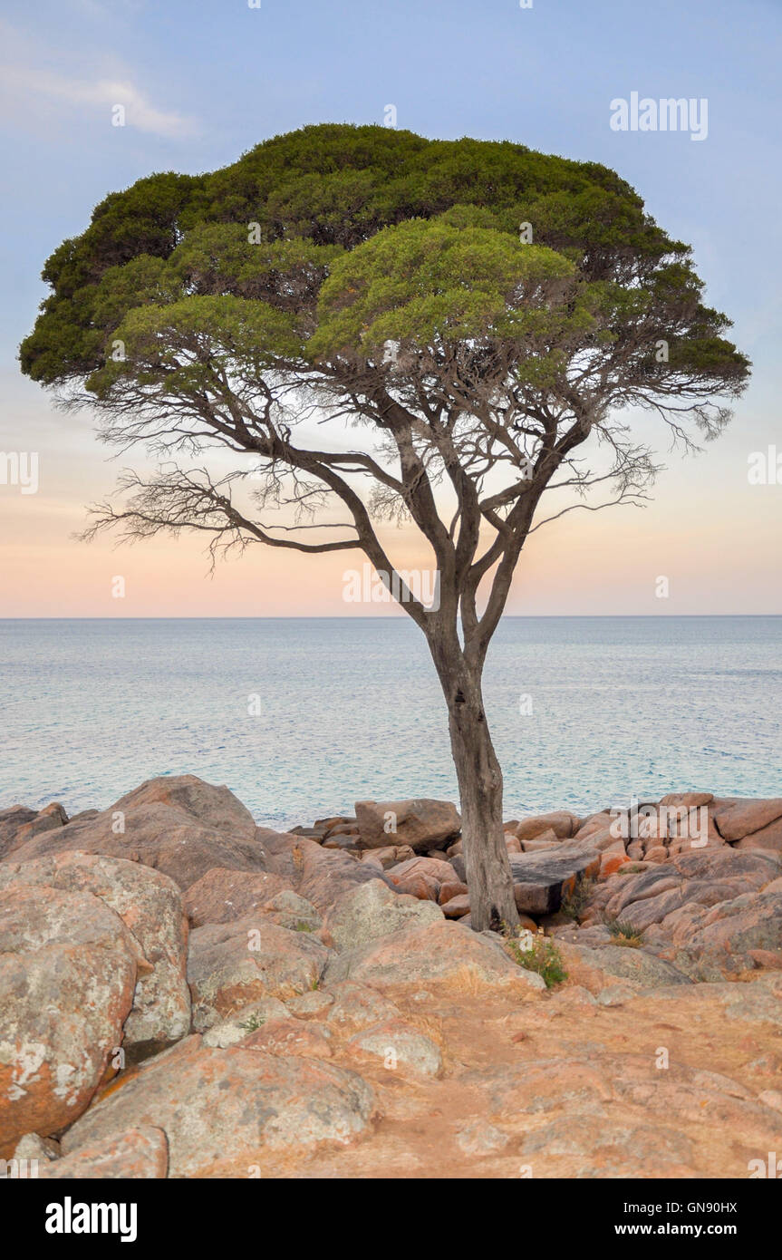 Coastal green tree on the orange granite rock at the edge of the Indian ...