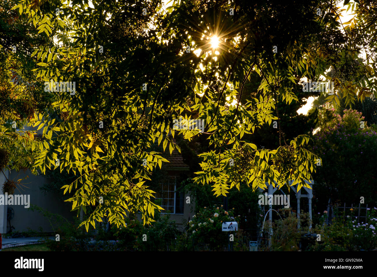 Tree beams of light hi-res stock photography and images - Alamy
