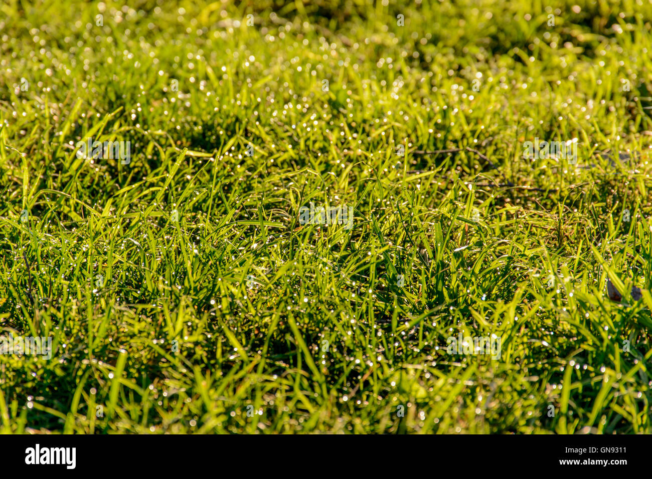 Grass in the morning hi-res stock photography and images - Alamy