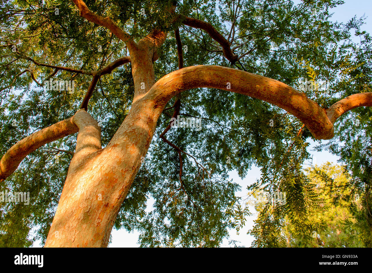 Tree bark branch hi-res stock photography and images - Alamy
