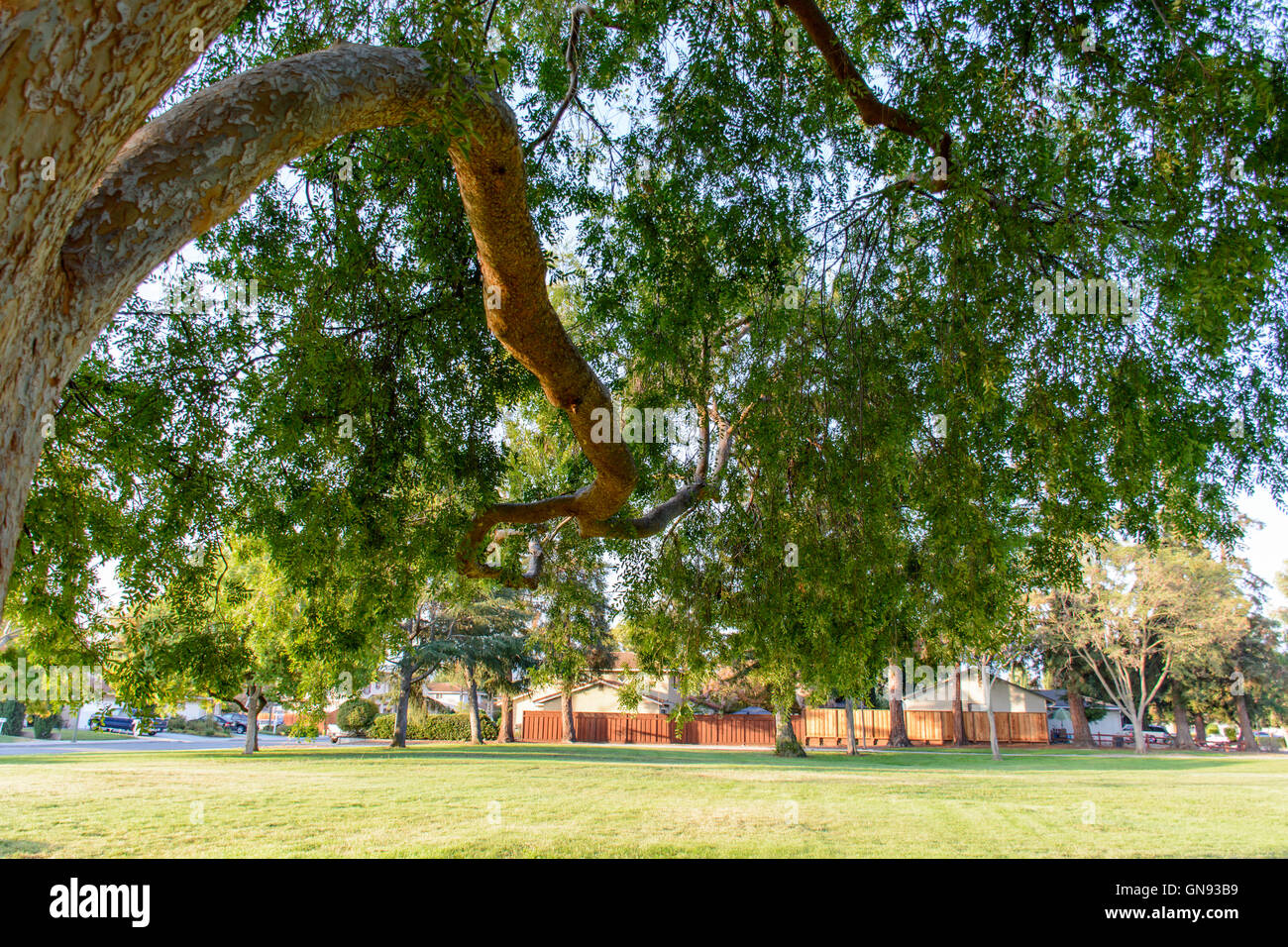 Big Tree Branch and the Park Grass in the Morning Stock Photo - Alamy