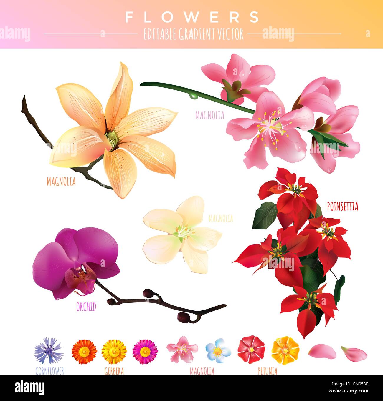 Flowers Editable Gradient Vector Stock Vector Image & Art - Alamy