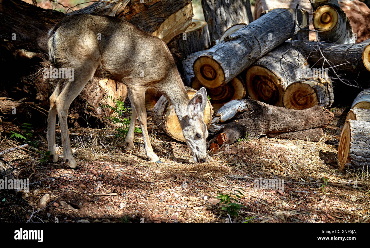 Arizona Mule Deer grazing in the forest Stock Photo - Alamy