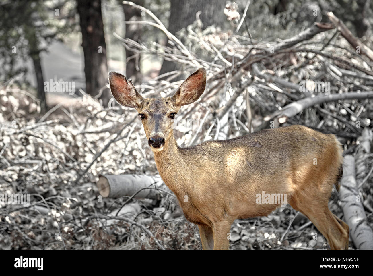 Mule deer arizona hi-res stock photography and images - Alamy