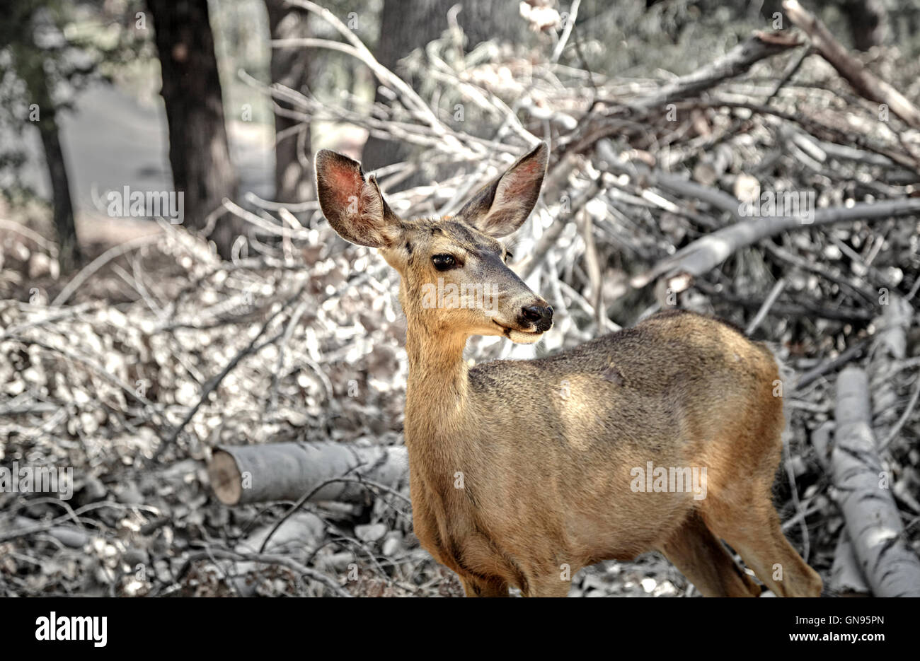 Arizona Mule Deer in the forest Stock Photo - Alamy