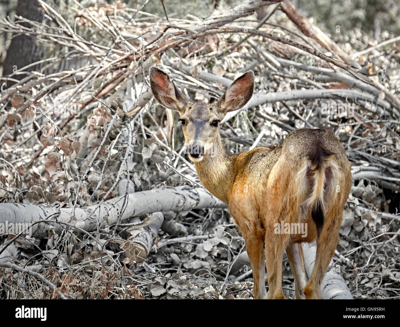 Arizona Mule Deer in the forest Stock Photo - Alamy