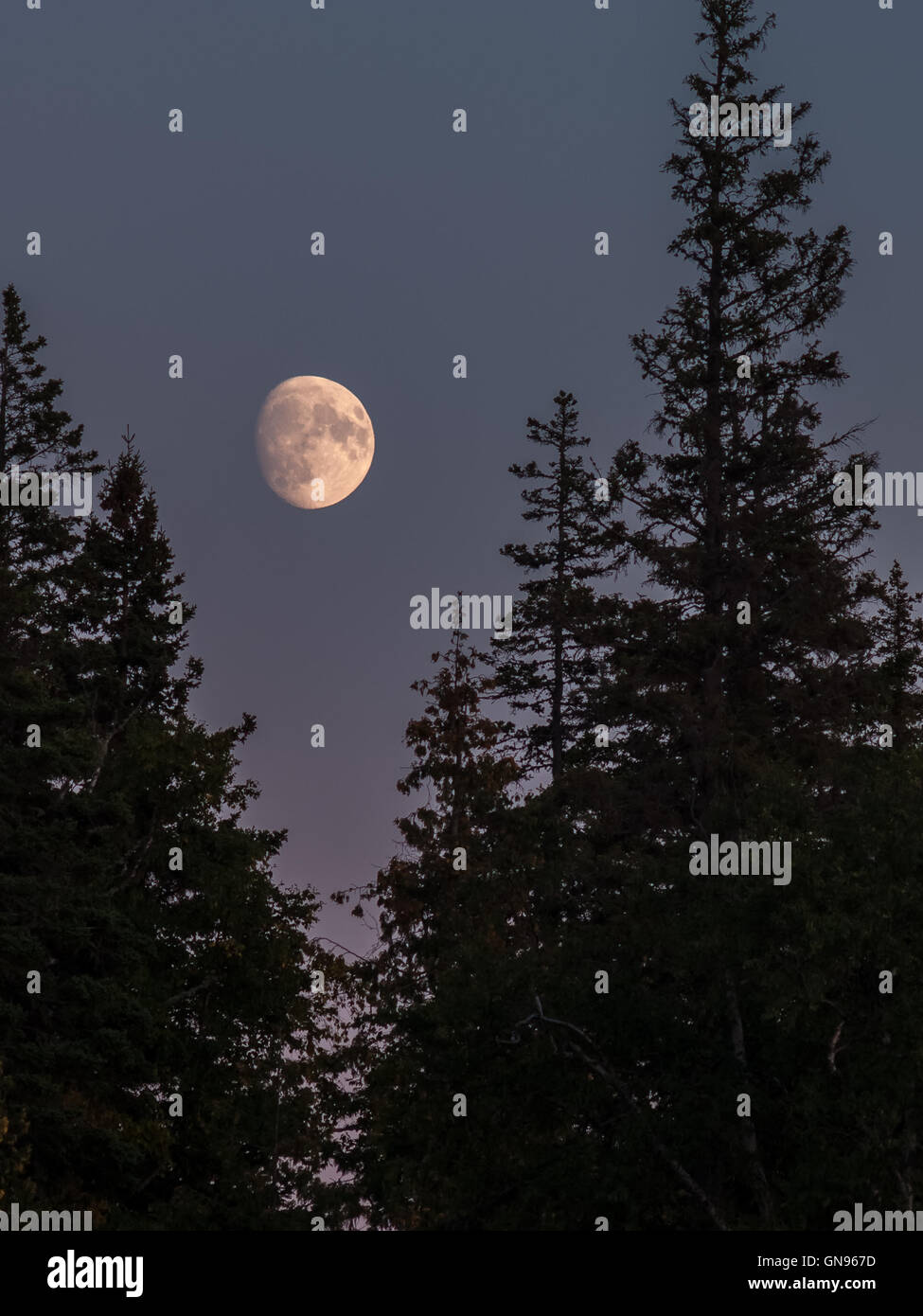 Moonrise through trees Stock Photo - Alamy