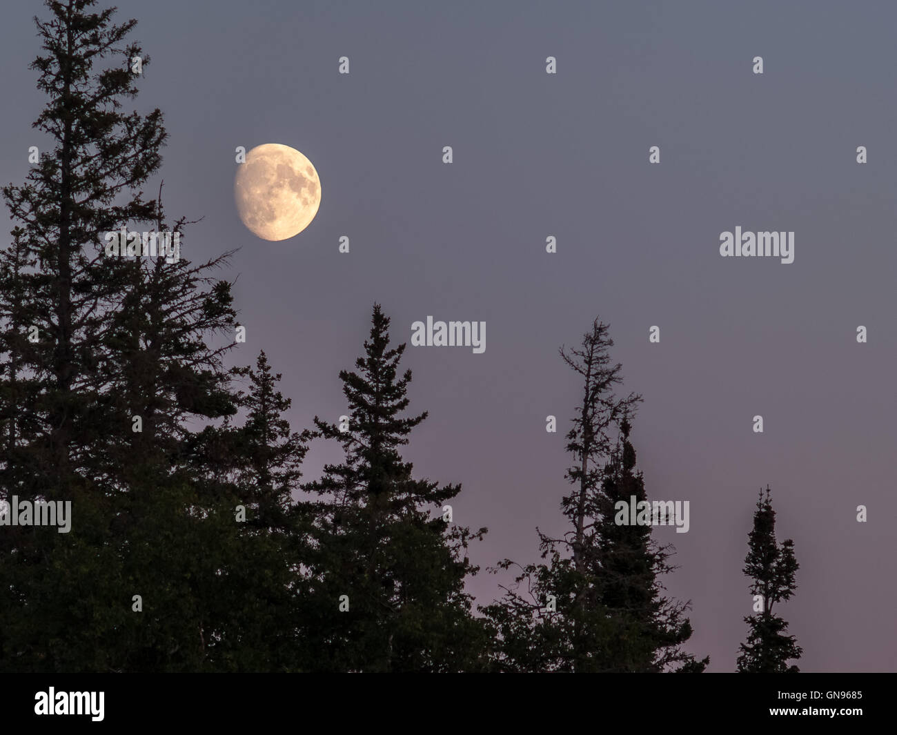 Moonrise through trees Stock Photo - Alamy