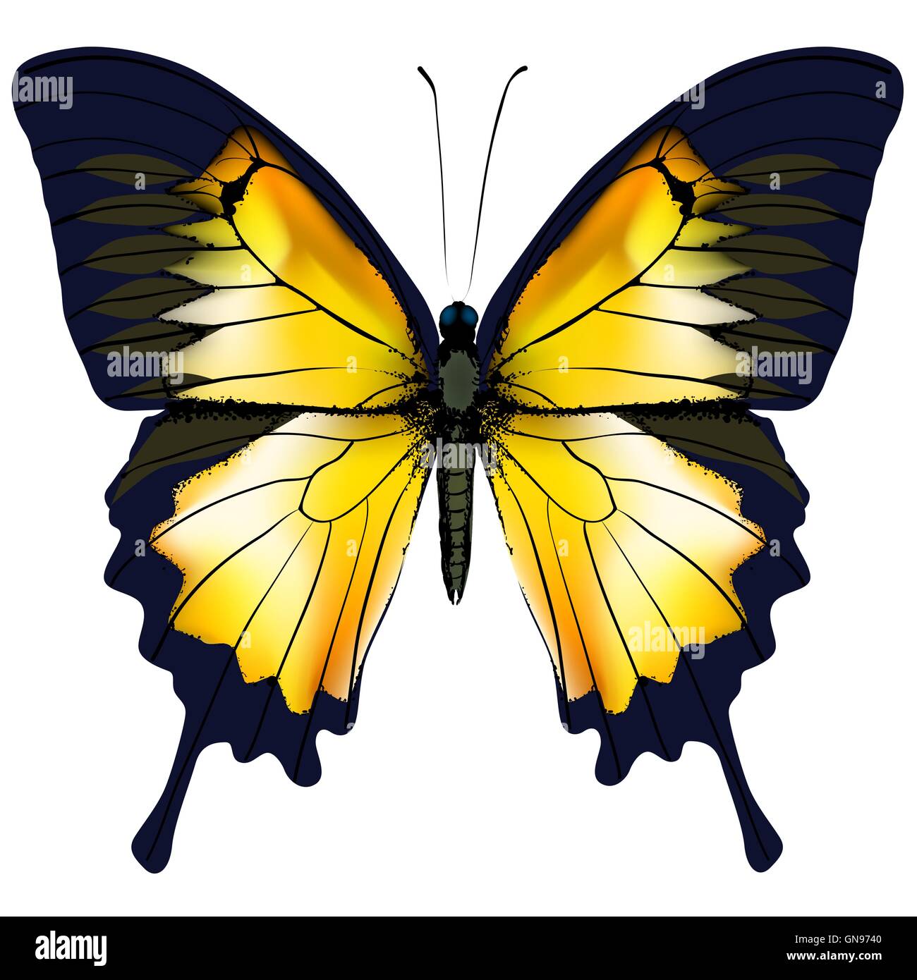 Butterfly. Yellow butterfly isolated illustration on white background ...