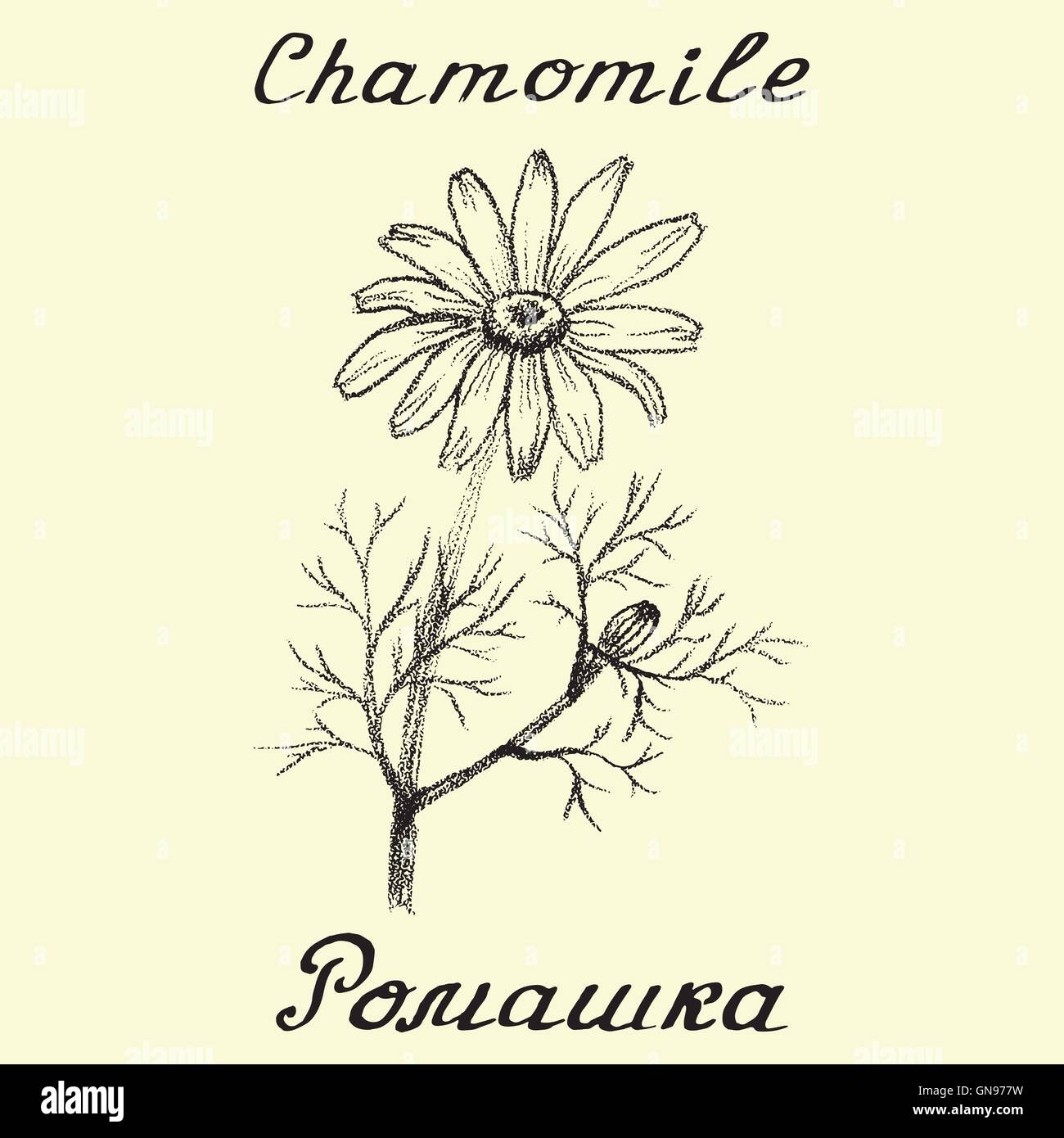 Herbal drawing Stock Vector Images - Alamy