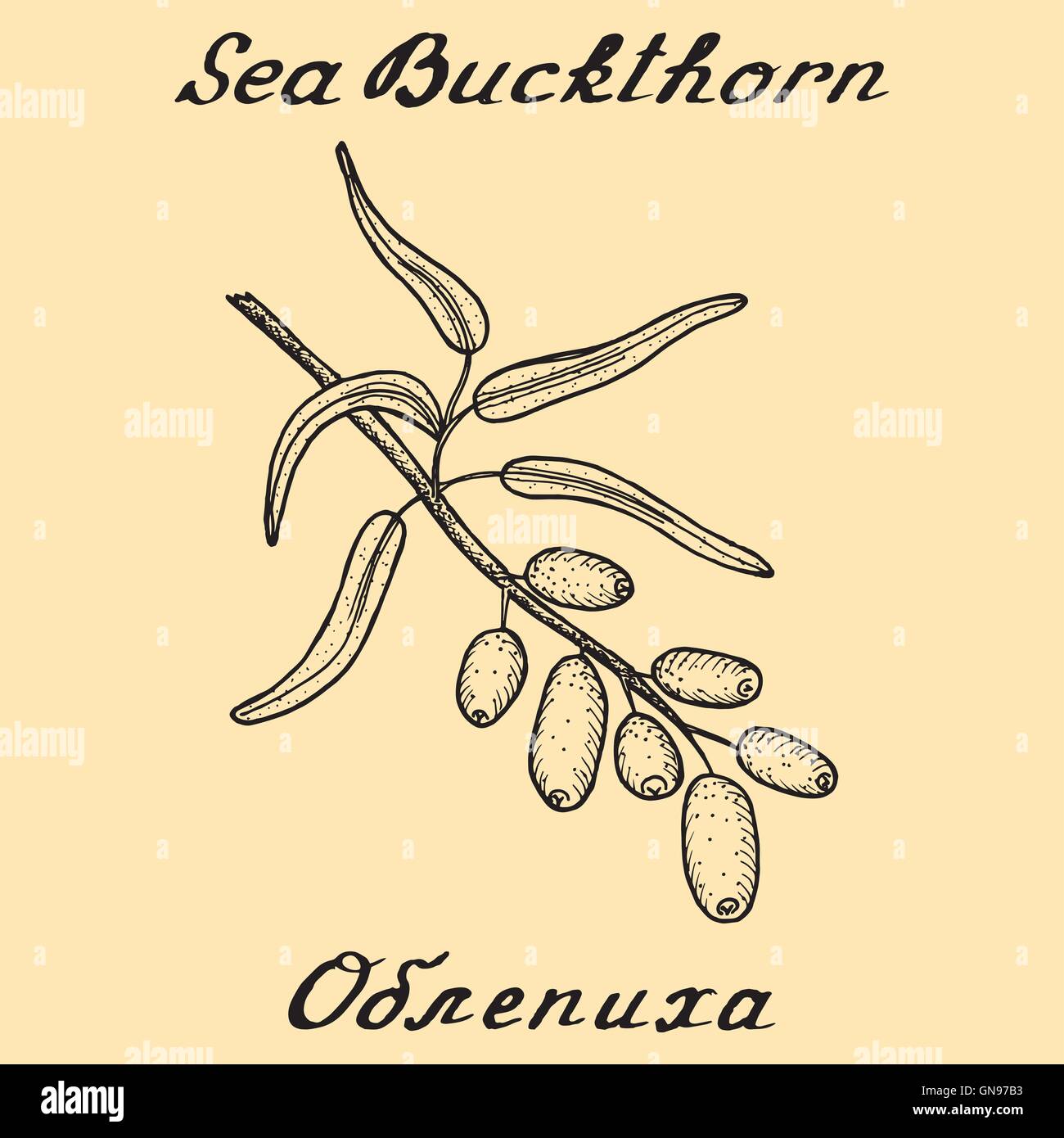 Organic tea sea buckthorn Stock Vector Images - Alamy