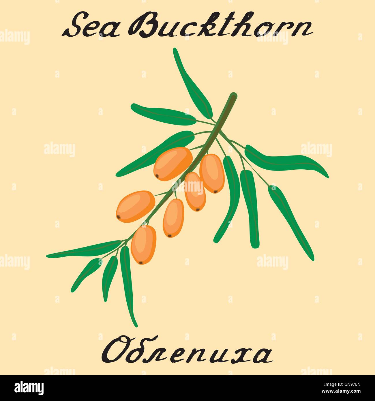 Sea buckthorn branch hand Stock Vector Images - Alamy