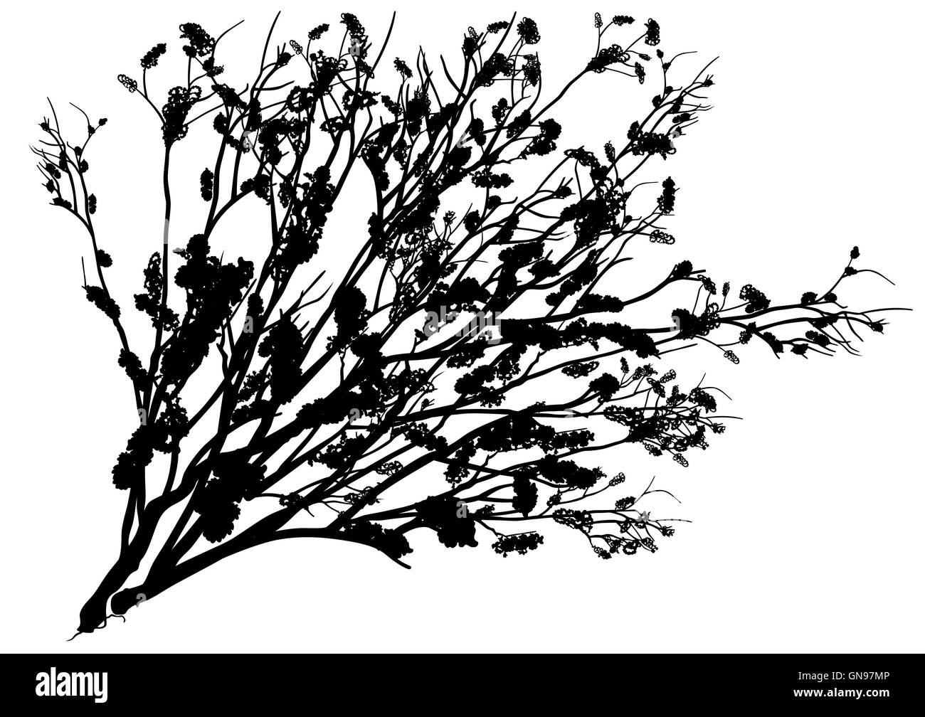 Shrub plant Black and White Stock Photos & Images - Alamy