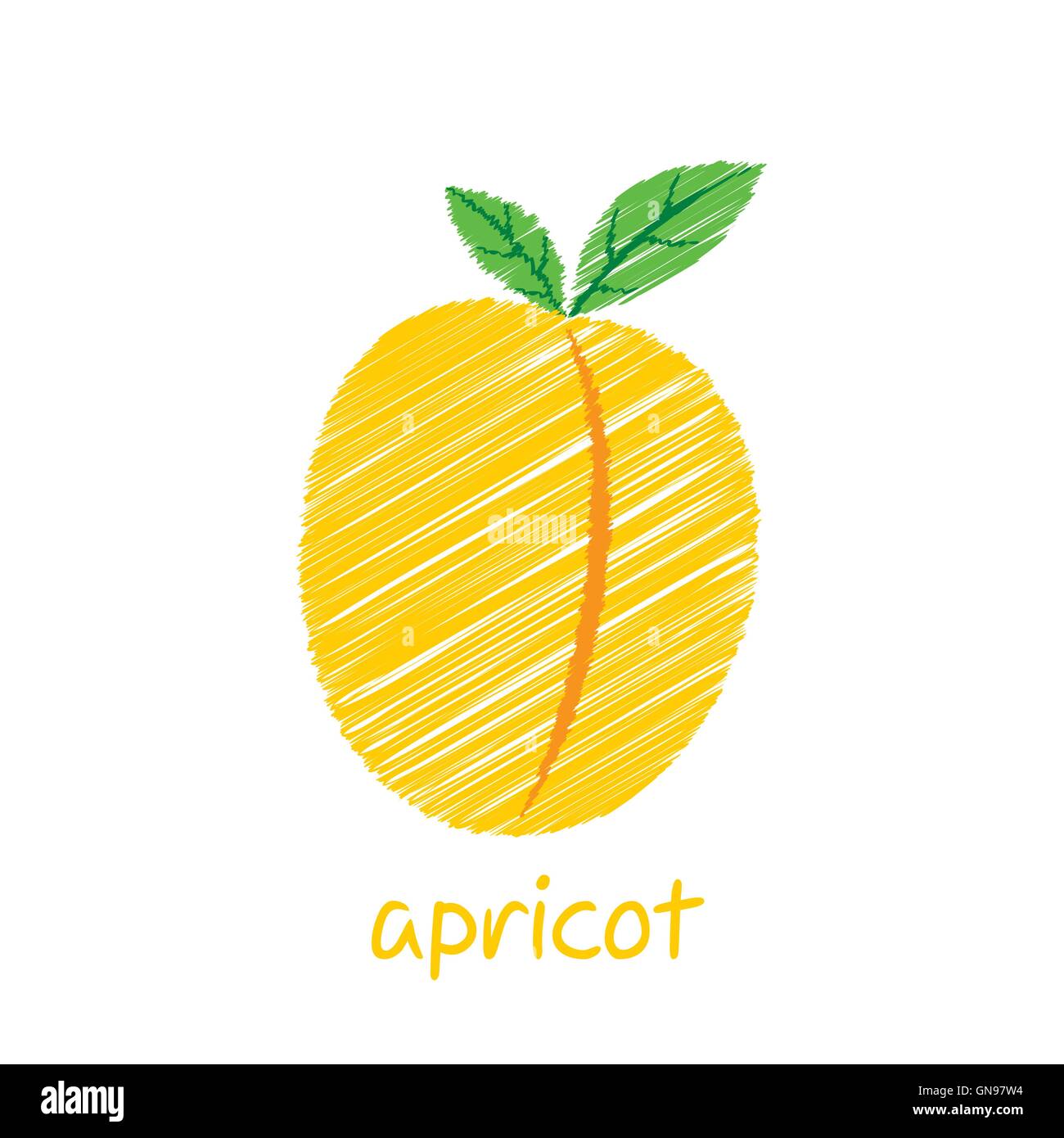 apricot fruit, sketch design vector Stock Vector Image & Art - Alamy