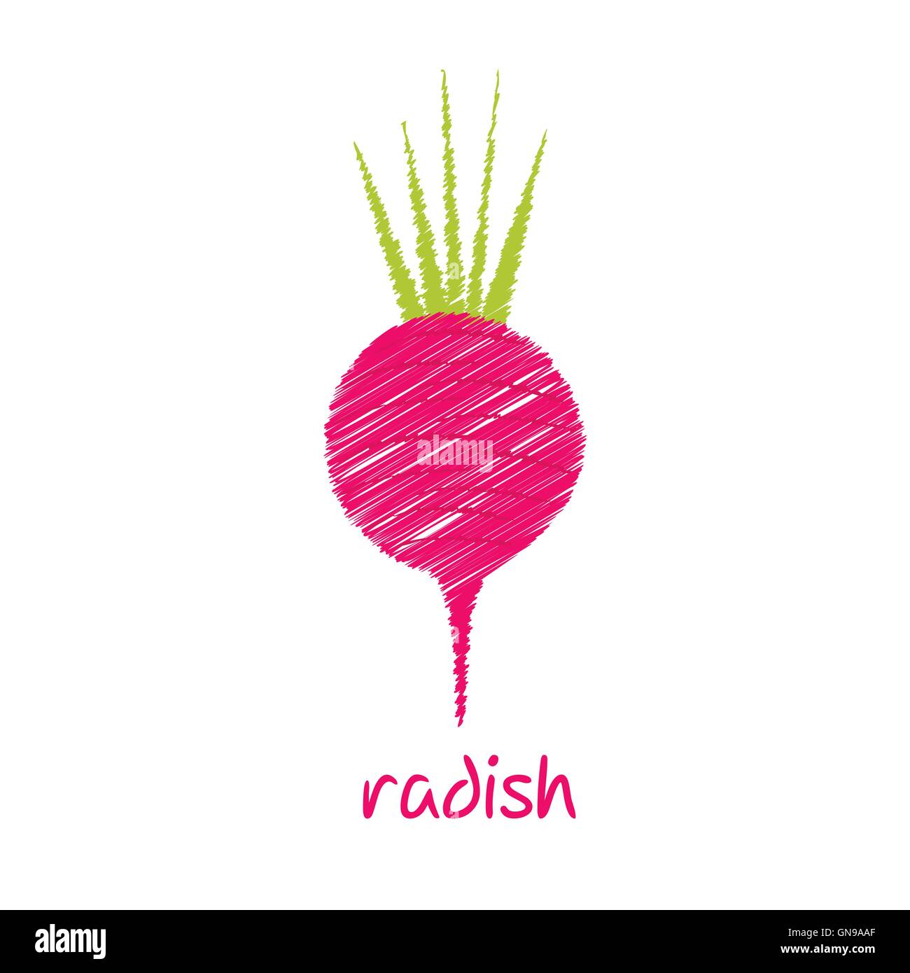 radish, sketch design vector Stock Vector Image & Art - Alamy