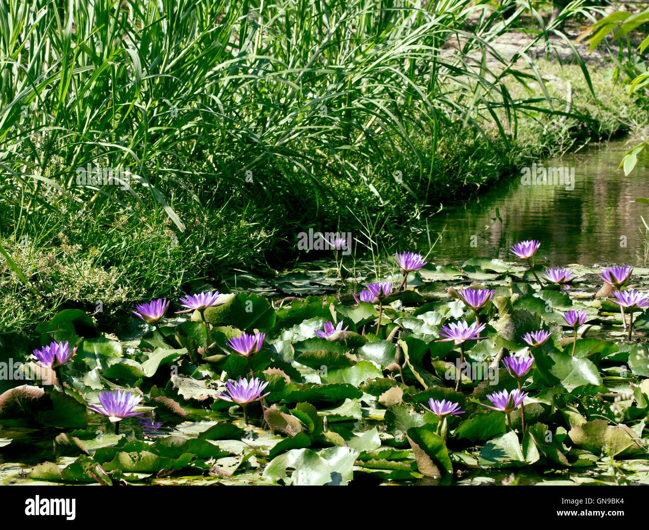 Real lake lotus flowers hi-res stock photography and images - Alamy