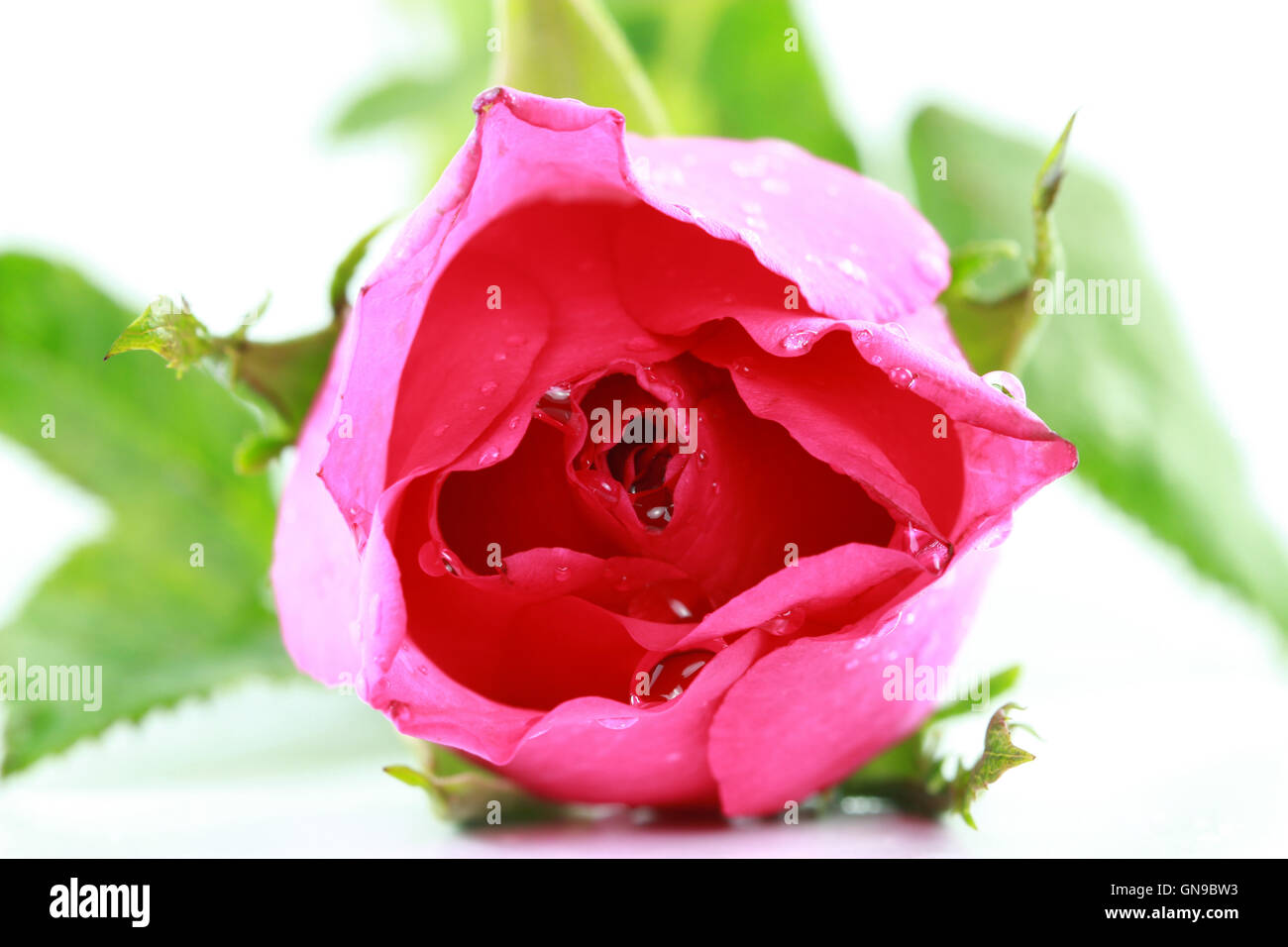 pink fresh rose isolated on a white background Stock Photo - Alamy