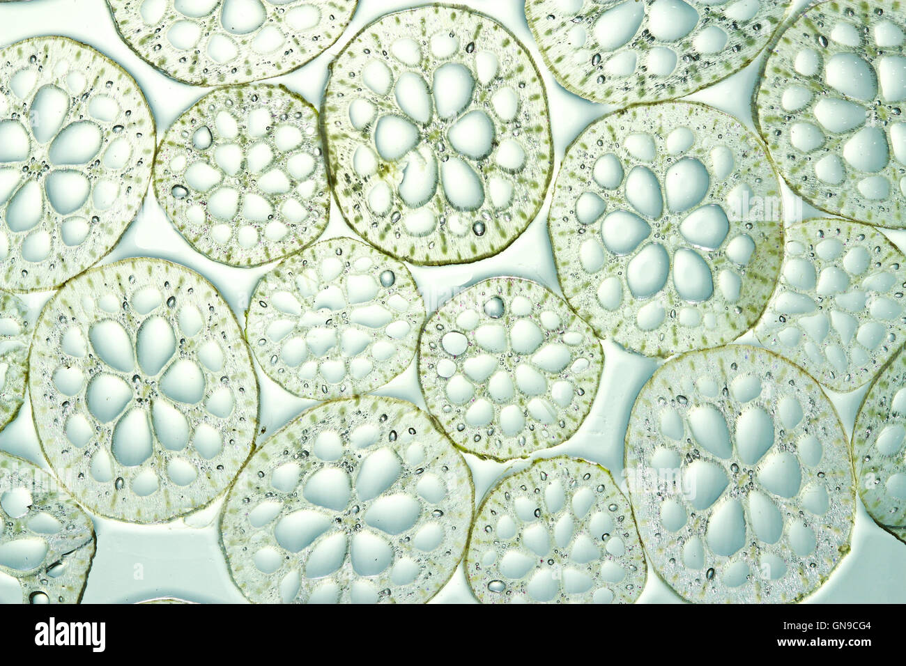 Lotus stem hi-res stock photography and images - Alamy