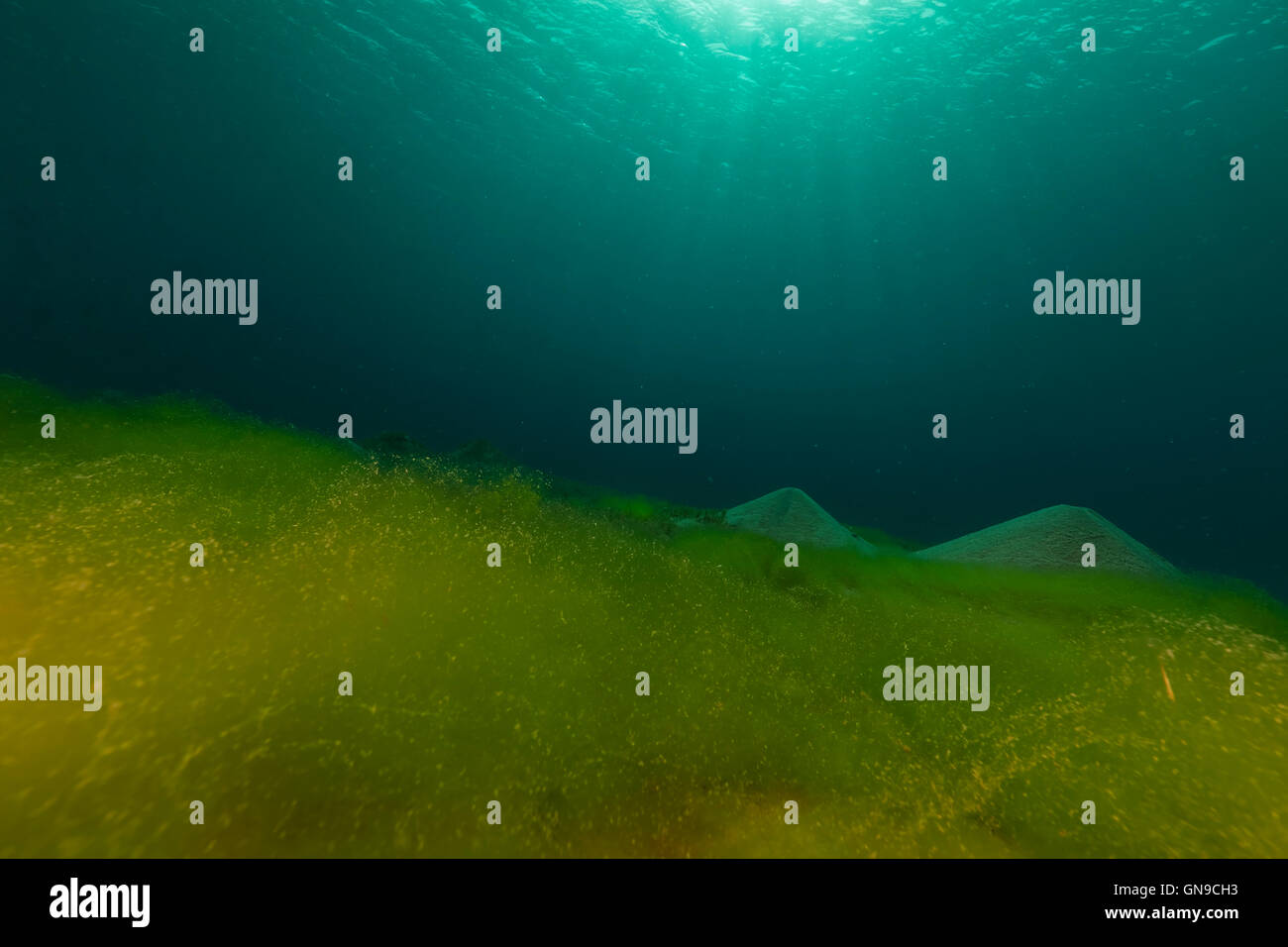 Blue ocean, sandy bottom and algae in the Red Sea Stock Photo - Alamy