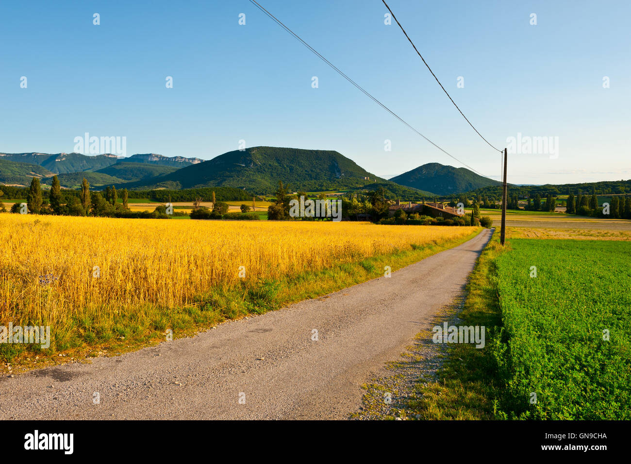Corn field france path hi-res stock photography and images - Alamy
