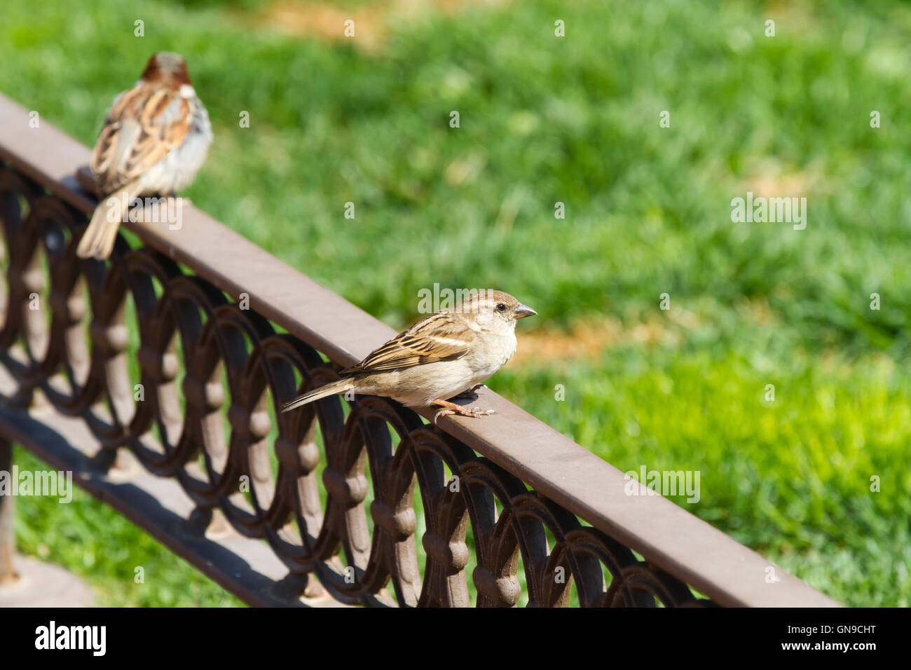 Urban sparrow on bronze fence Stock Photo - Alamy