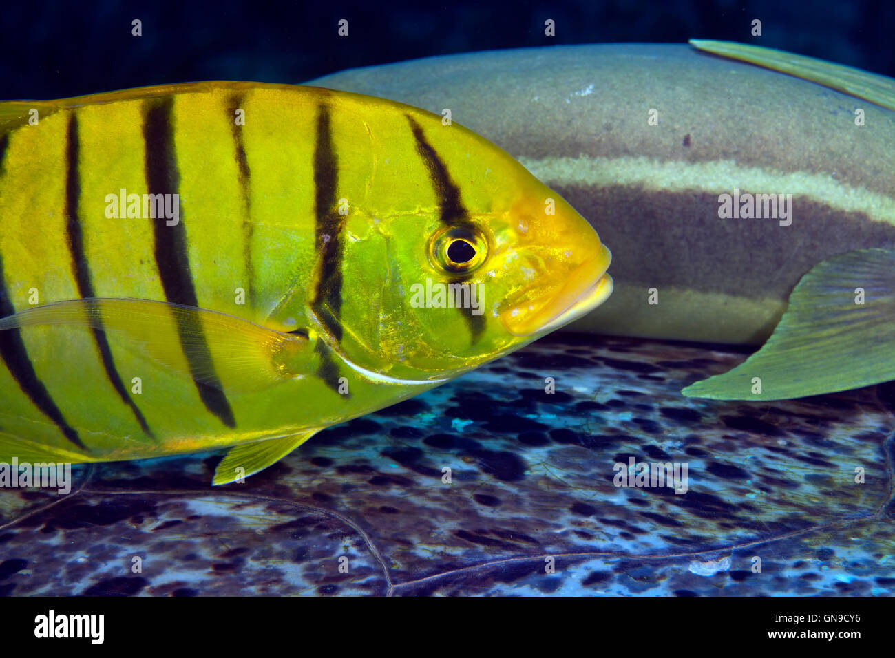 Juvenile golden trevally (gnathanodon speciosus Stock Photo - Alamy