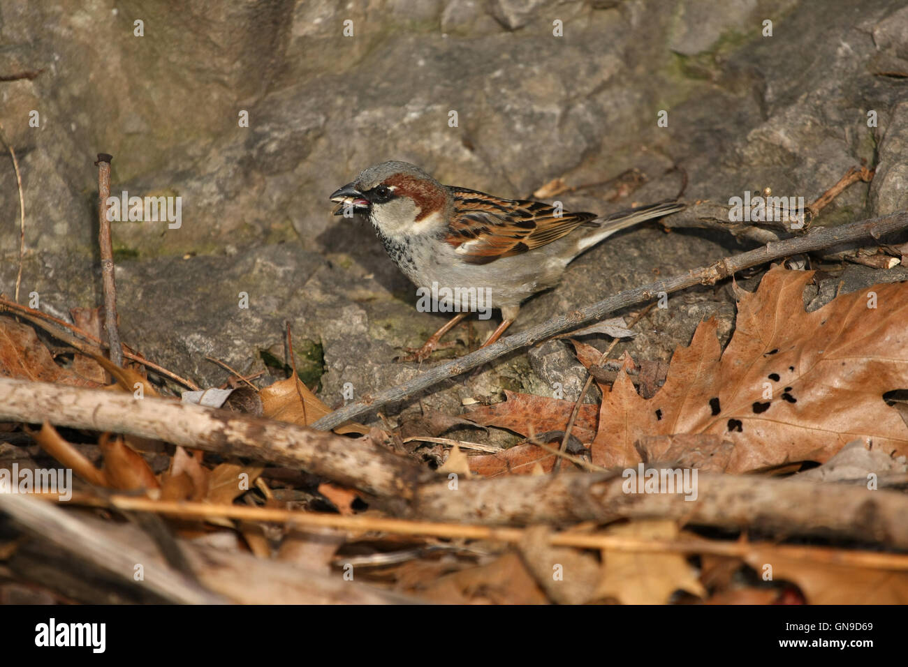 Brown house sparrow hi-res stock photography and images - Alamy