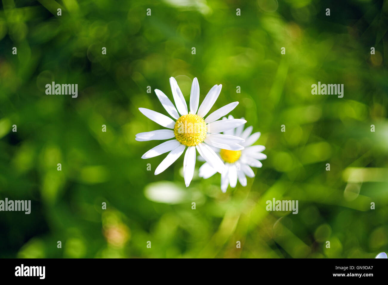 Beautiful daisy on the grass background Stock Photo - Alamy