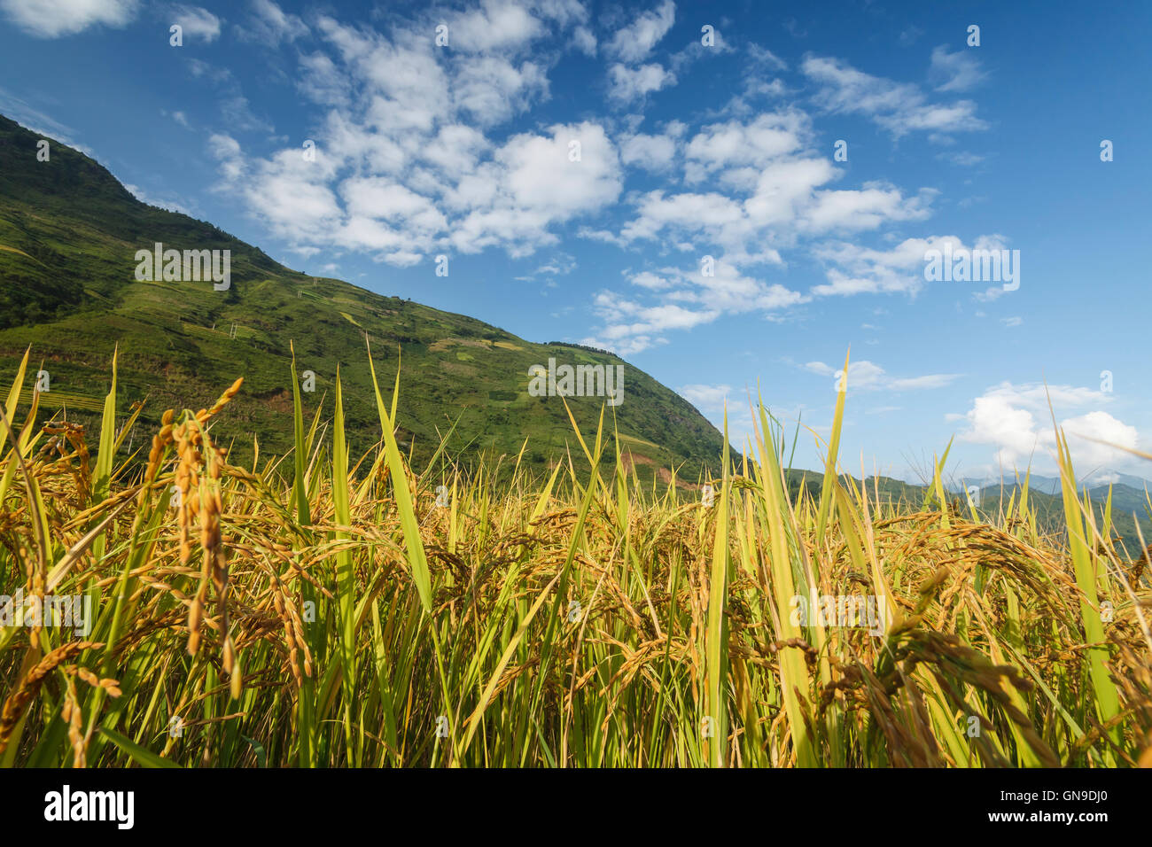 Rice terraces in the mountains Stock Photo - Alamy