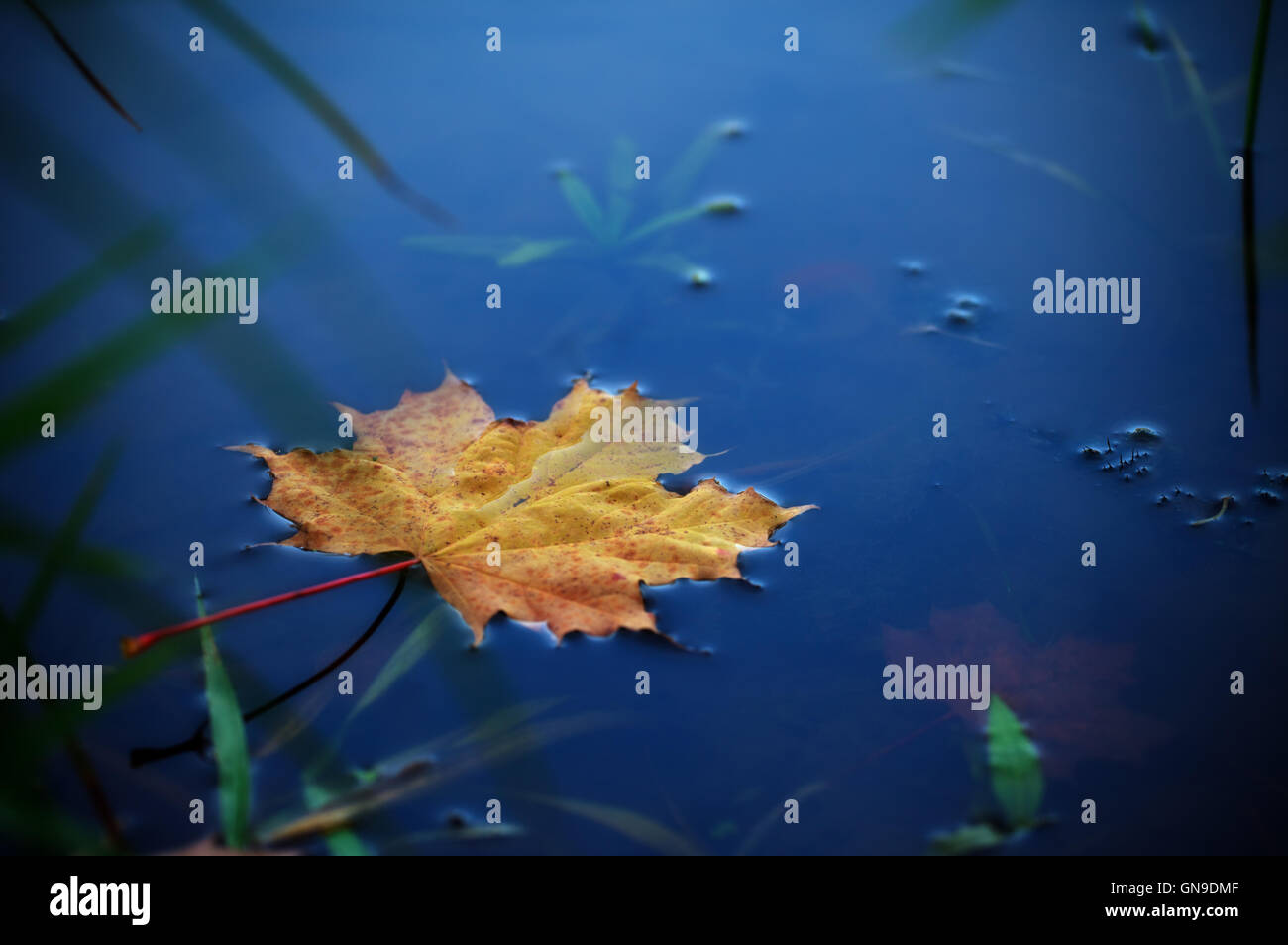 Cyan leaf hi-res stock photography and images - Alamy