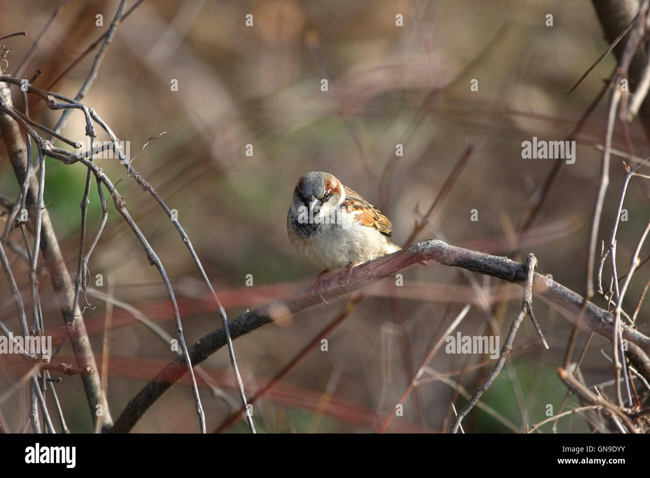 Brown house sparrow hi-res stock photography and images - Alamy