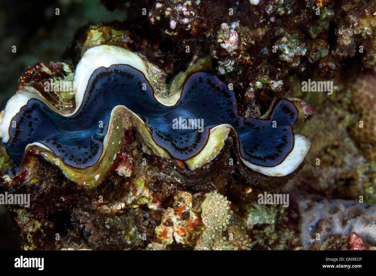 Giant clam (tridacna squamosa Stock Photo - Alamy