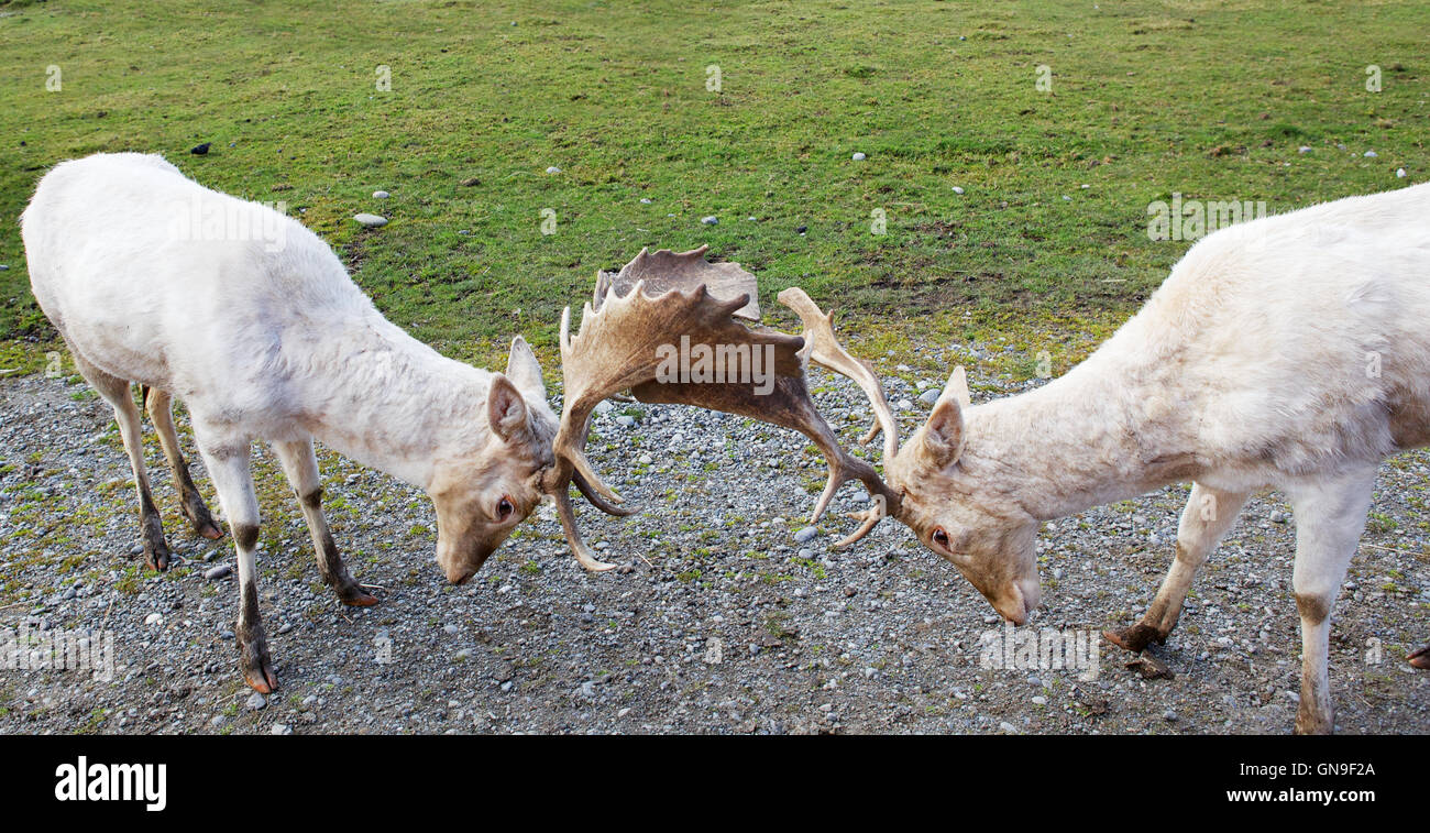 Two Arguing Fallow Deer Stock Photo - Alamy