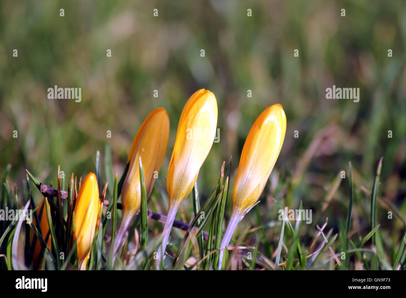 yellow spring flowers Stock Photo - Alamy