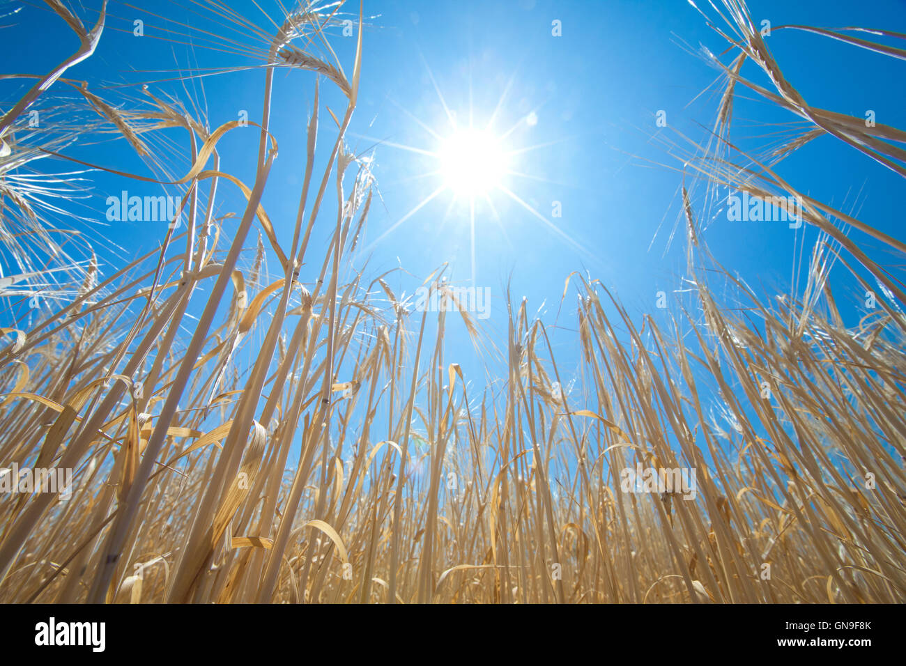 wheat and sun Stock Photo - Alamy