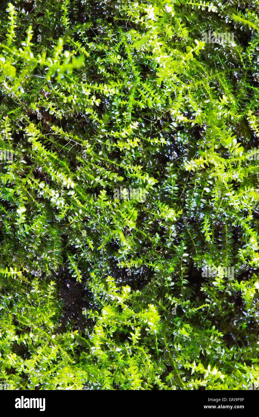 green algae texture : closes - up Stock Photo - Alamy