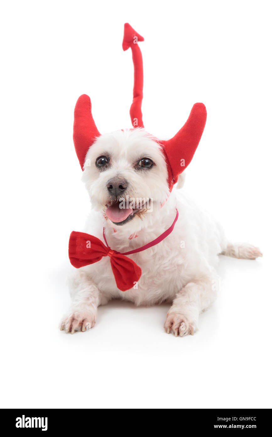 Devil dog hi-res stock photography and images - Alamy