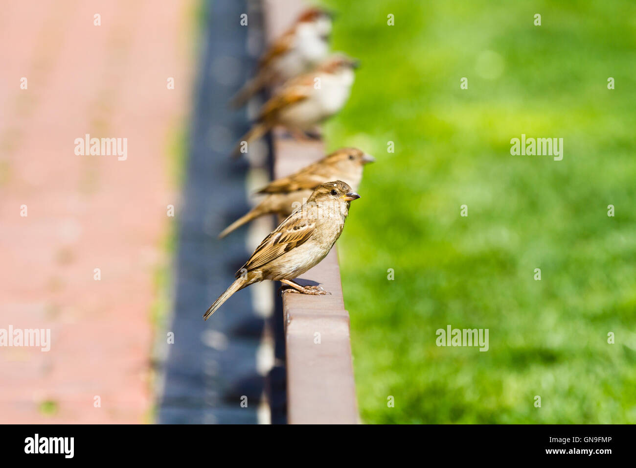 Group of sparrows hi-res stock photography and images - Alamy