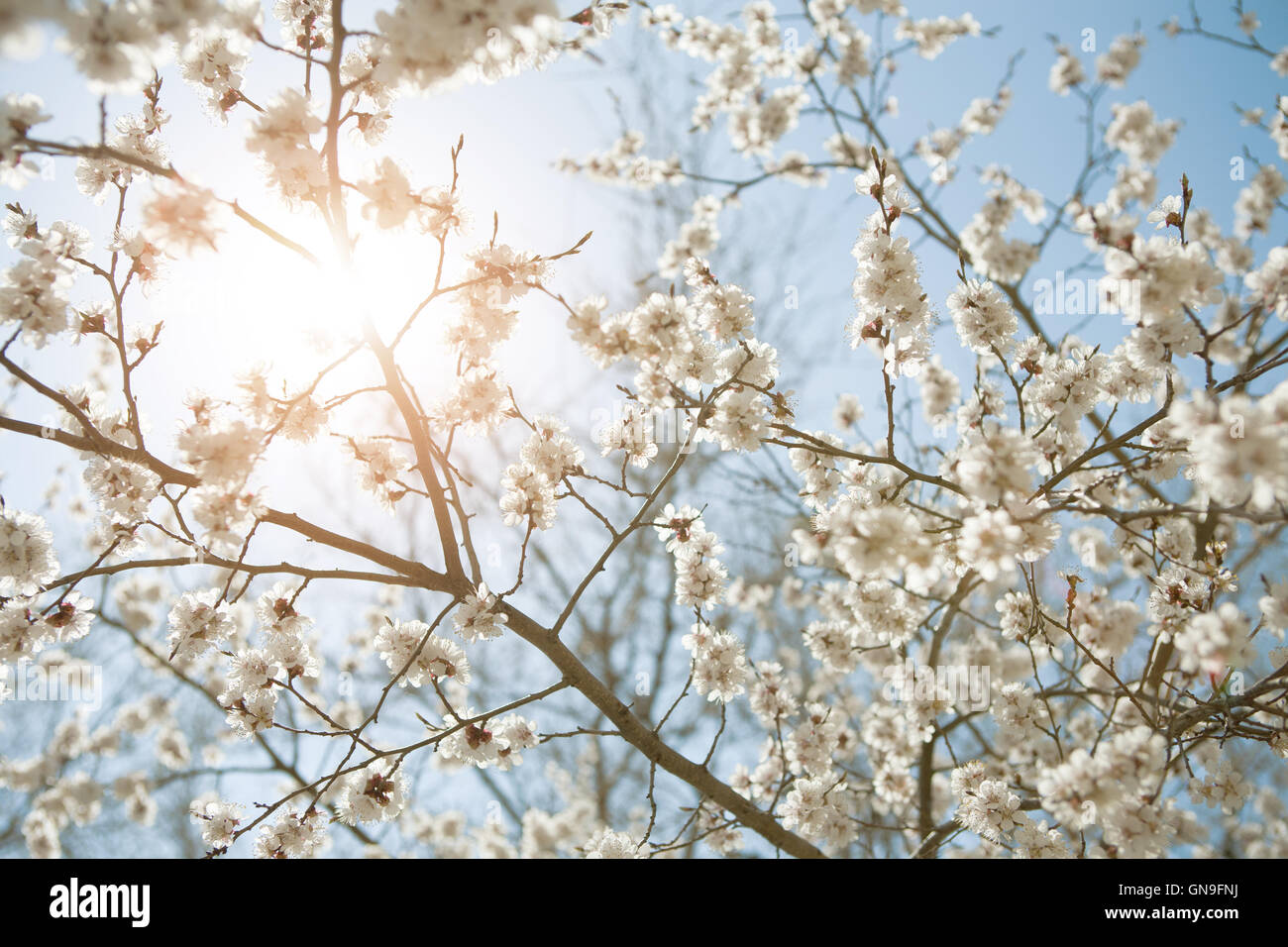background of spring sky Stock Photo - Alamy