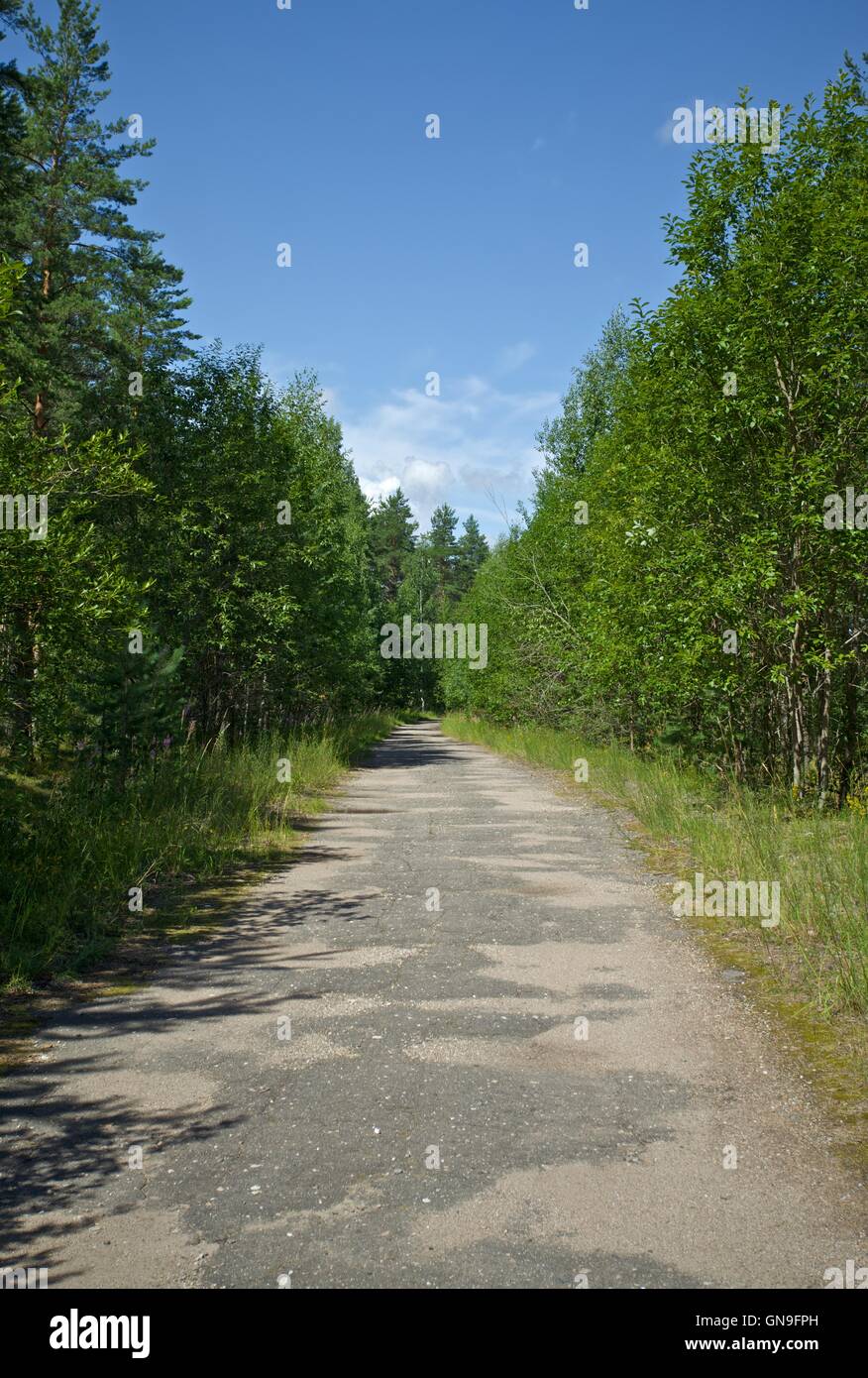 Old Way in Forest Stock Photo - Alamy